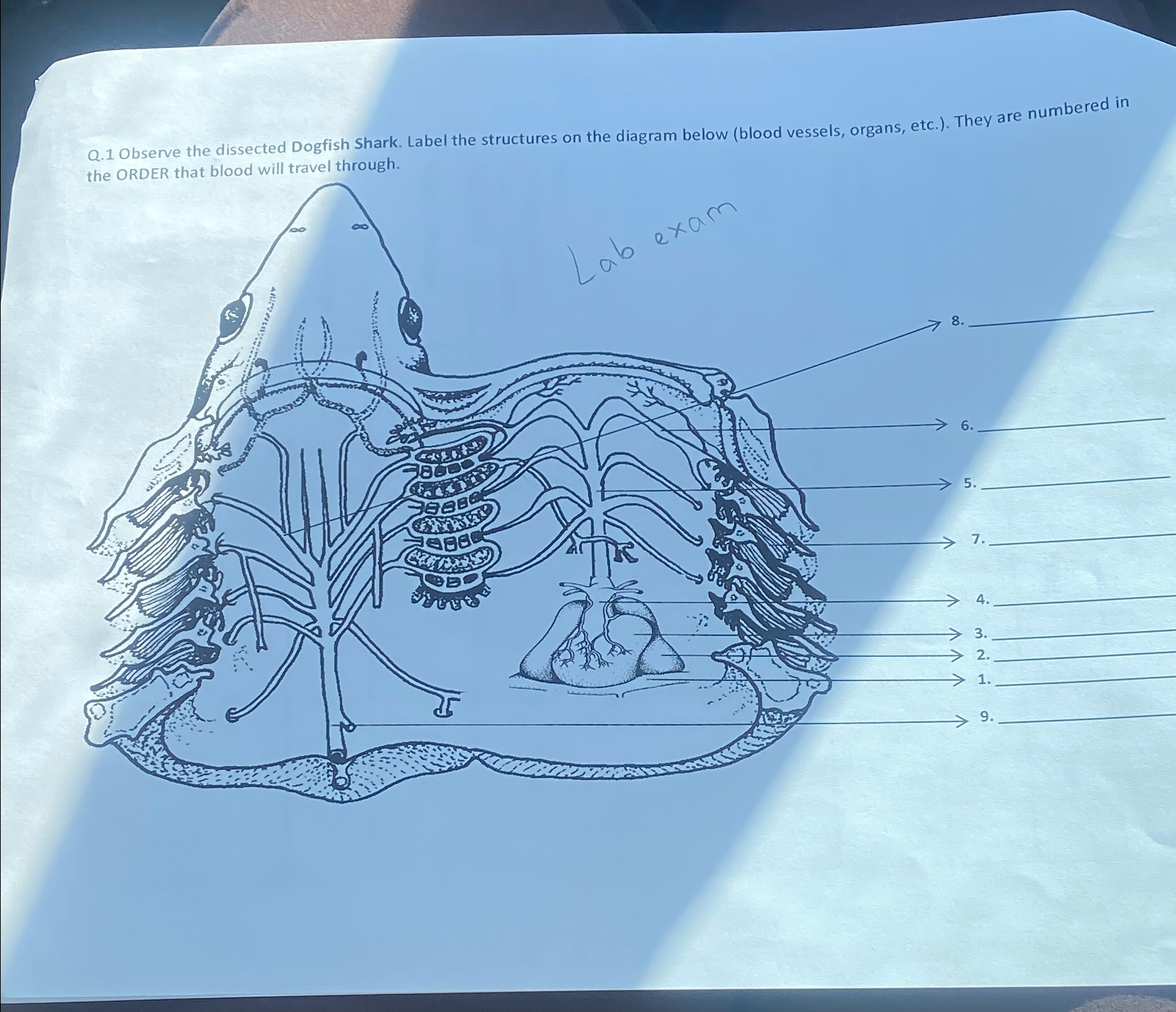 Solved Q. 1 ﻿Observe the dissected Dogfish Shark. Label the | Chegg.com