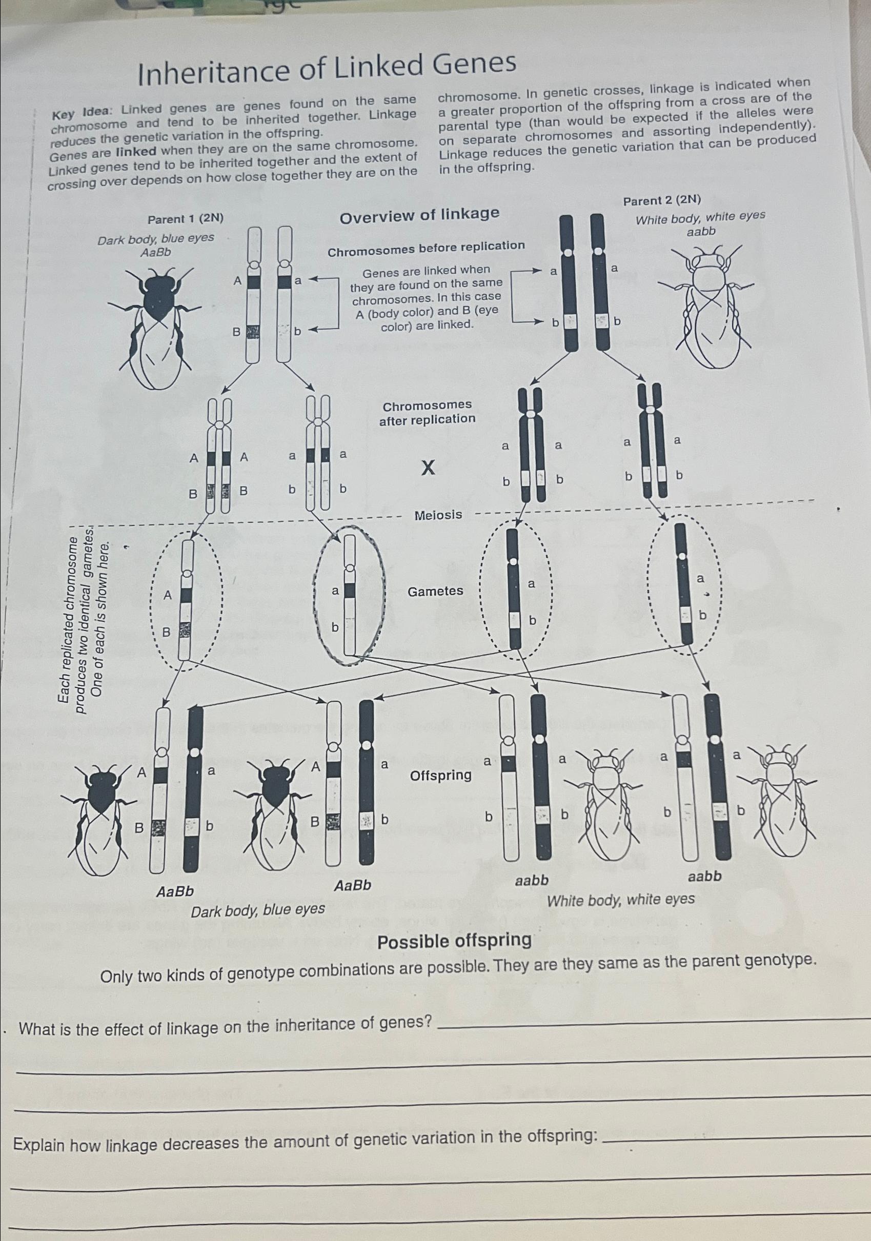 Solved Inheritance of Linked GenesKey Idea: Linked genes are | Chegg.com