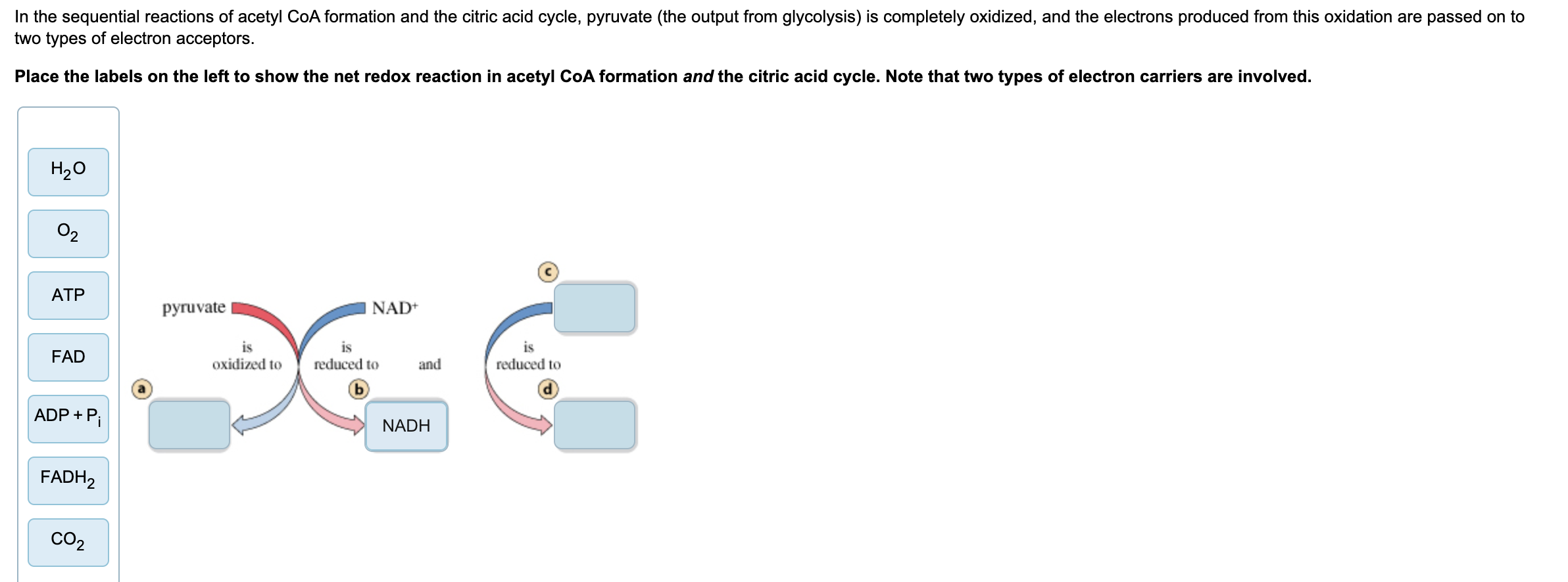 Solved In the Sequential Reactions Of acetyl Coa Formation