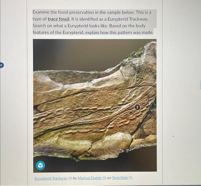 Solved Examine the fossil preservation in the sample below. | Chegg.com