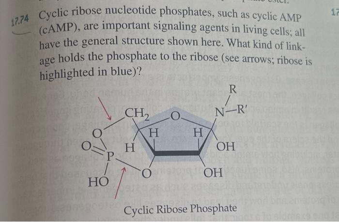 Solved 12.74 Cyclic ribose nucleotide phosphates, such as | Chegg.com