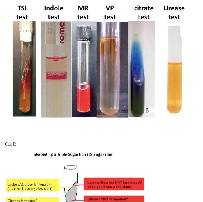 Solved Using the identification chart and biochemical tests | Chegg.com