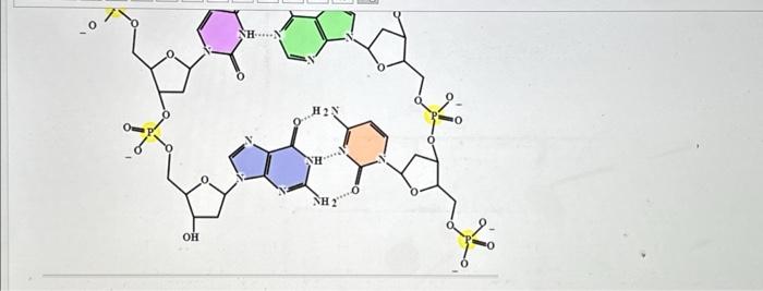 Solved The structure of two DNA strands are shown below. | Chegg.com