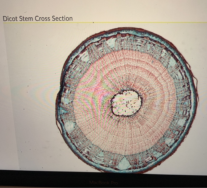 Solved These images show the cross section of the stems of | Chegg.com