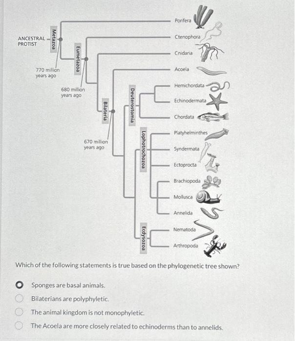Solved ANCESTRAL PROTIST Metazoa 770 million years ago | Chegg.com
