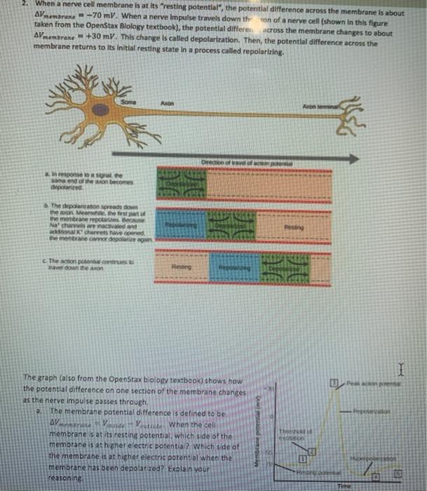 2. When a nerve cell membrane is at its "resting | Chegg.com