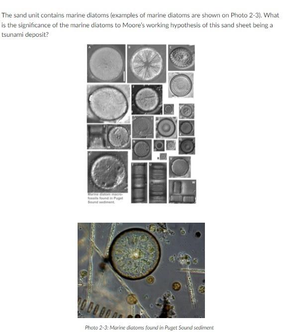 Solved The sand unit contains marine diatoms (examples of | Chegg.com