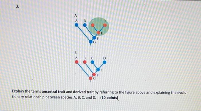 Solved 3. B D B A в с D Explain the terms ancestral trait | Chegg.com