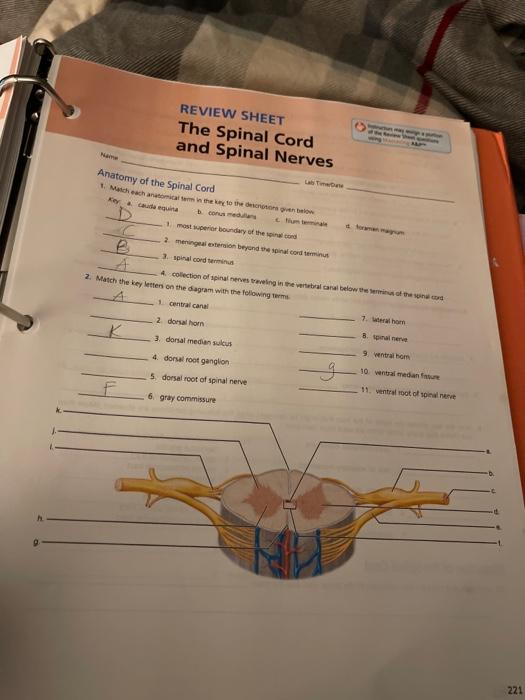 Solved REVIEW SHEET The Spinal Cord and Spinal Nerves | Chegg.com