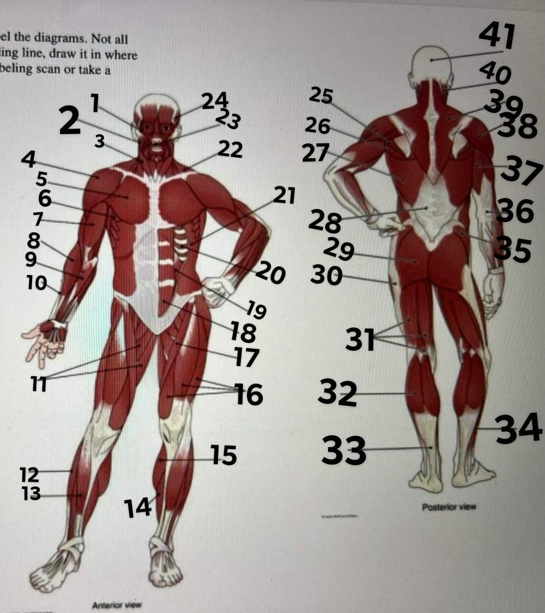 Solved can you label this one again. thankyou | Chegg.com