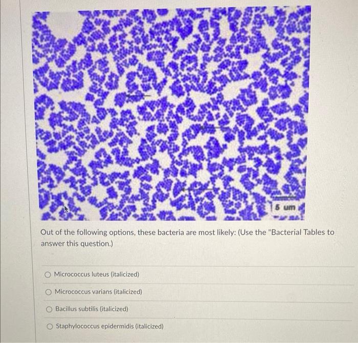 Solved Out of the following options, these bacteria are most | Chegg.com