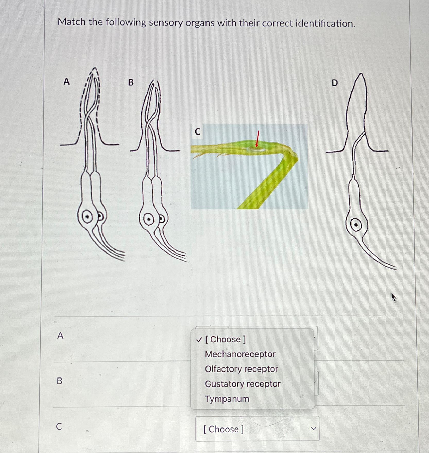 Solved Match the following sensory organs with their correct | Chegg.com