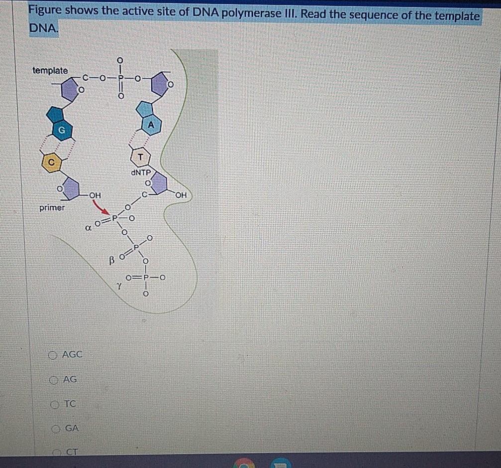 Solved Figure shows the active site of DNA polymerase III. | Chegg.com