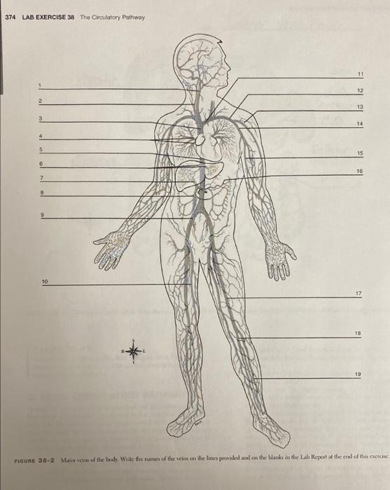 Solved 374 LAB EXERCISE 38 The Circialatory Pathway | Chegg.com
