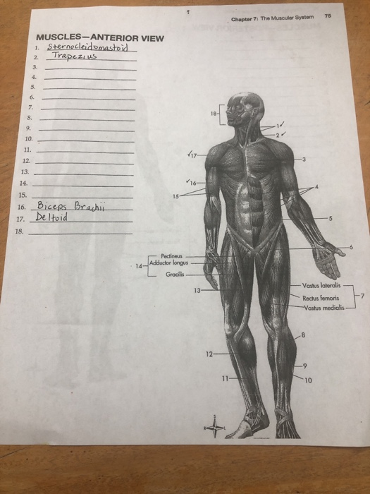 Chapter 7: The Muscular System 75 MUSCLES-ANTERIOR | Chegg.com
