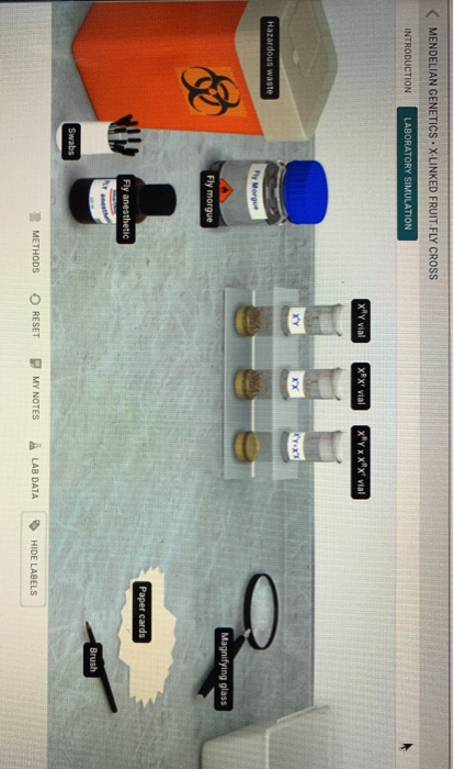 Solved MENDELIAN GENETICS. X-LINKED FRUIT.FLY CROSS | Chegg.com