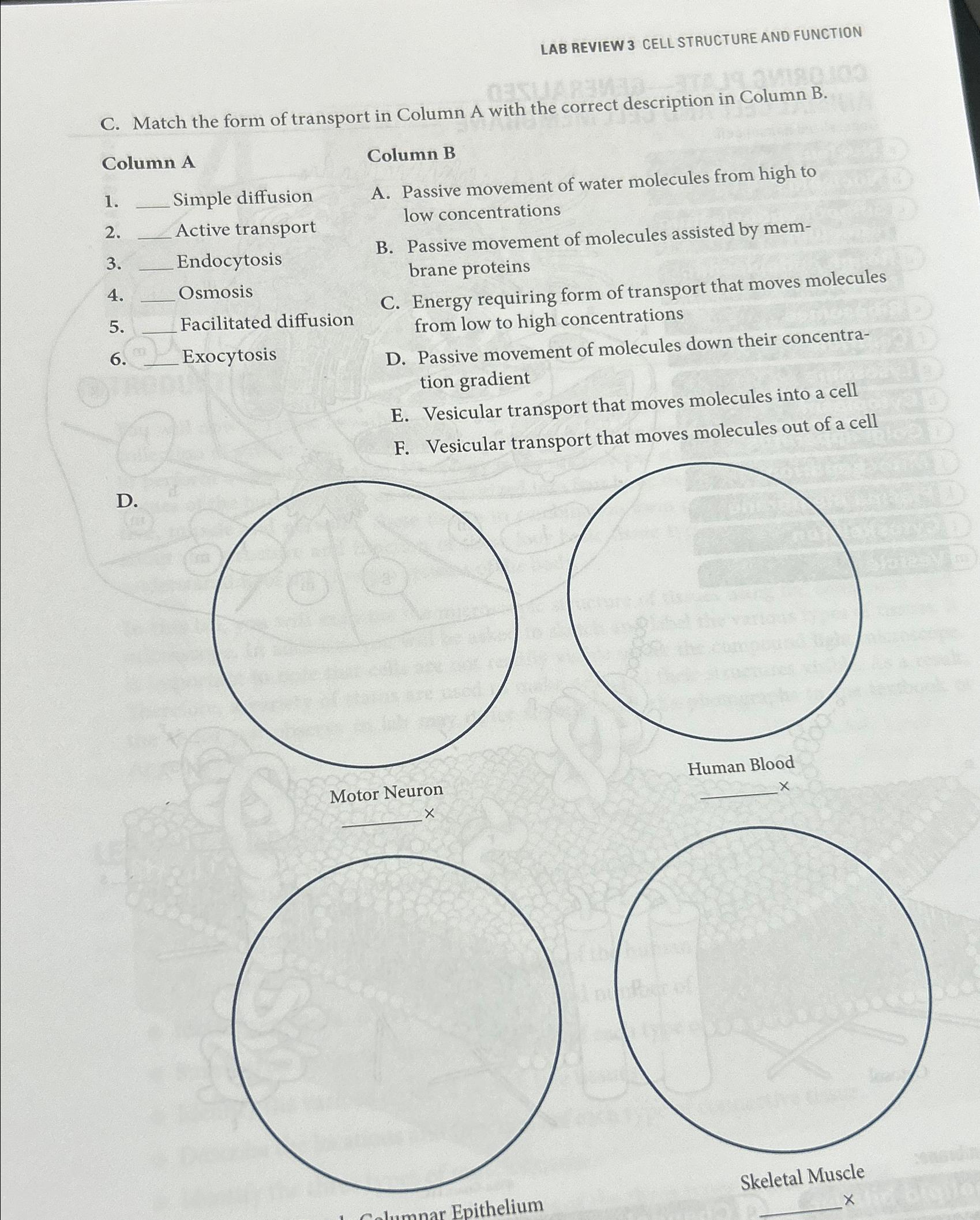 Solved LAB REVIEW 3 ﻿CELL STRUCTURE AND FUNCTIONC. ﻿Match | Chegg.com