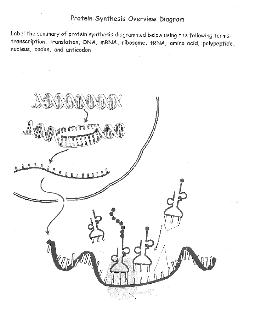 Solved Protein Synthesis Overview DiagramLabel the summary | Chegg.com