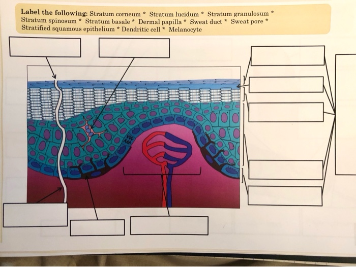 Solved Label the following: Stratum corneum * Stratum | Chegg.com