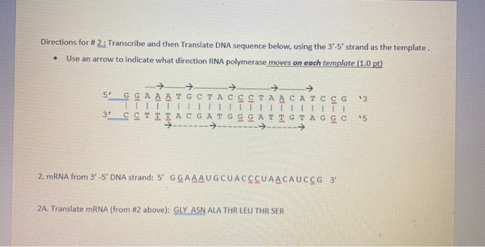 Solved Directions for #1: Transcribe and then Translate DNA | Chegg.com
