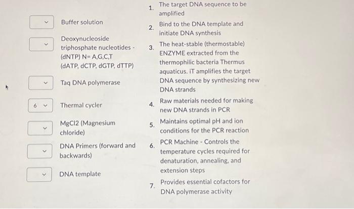 1. The target DNA sequence to be amplified 2. Bind to | Chegg.com