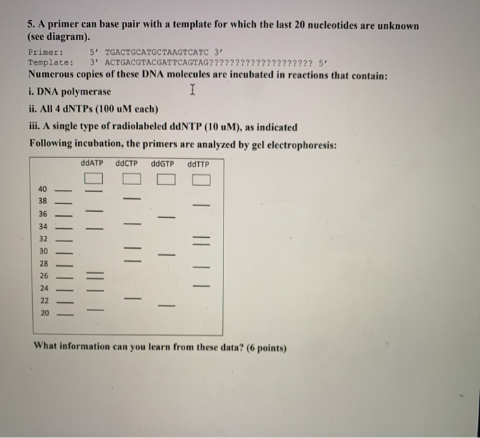 Solved 5. A primer can base pair with a template for which | Chegg.com