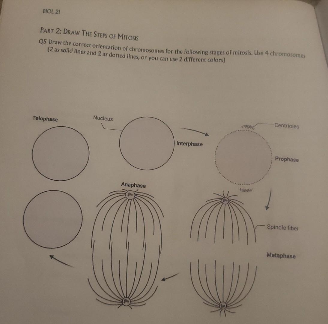 Solved PART 2: DRAW THE STEPS OF MITOSIS Q5 Draw the correct | Chegg.com