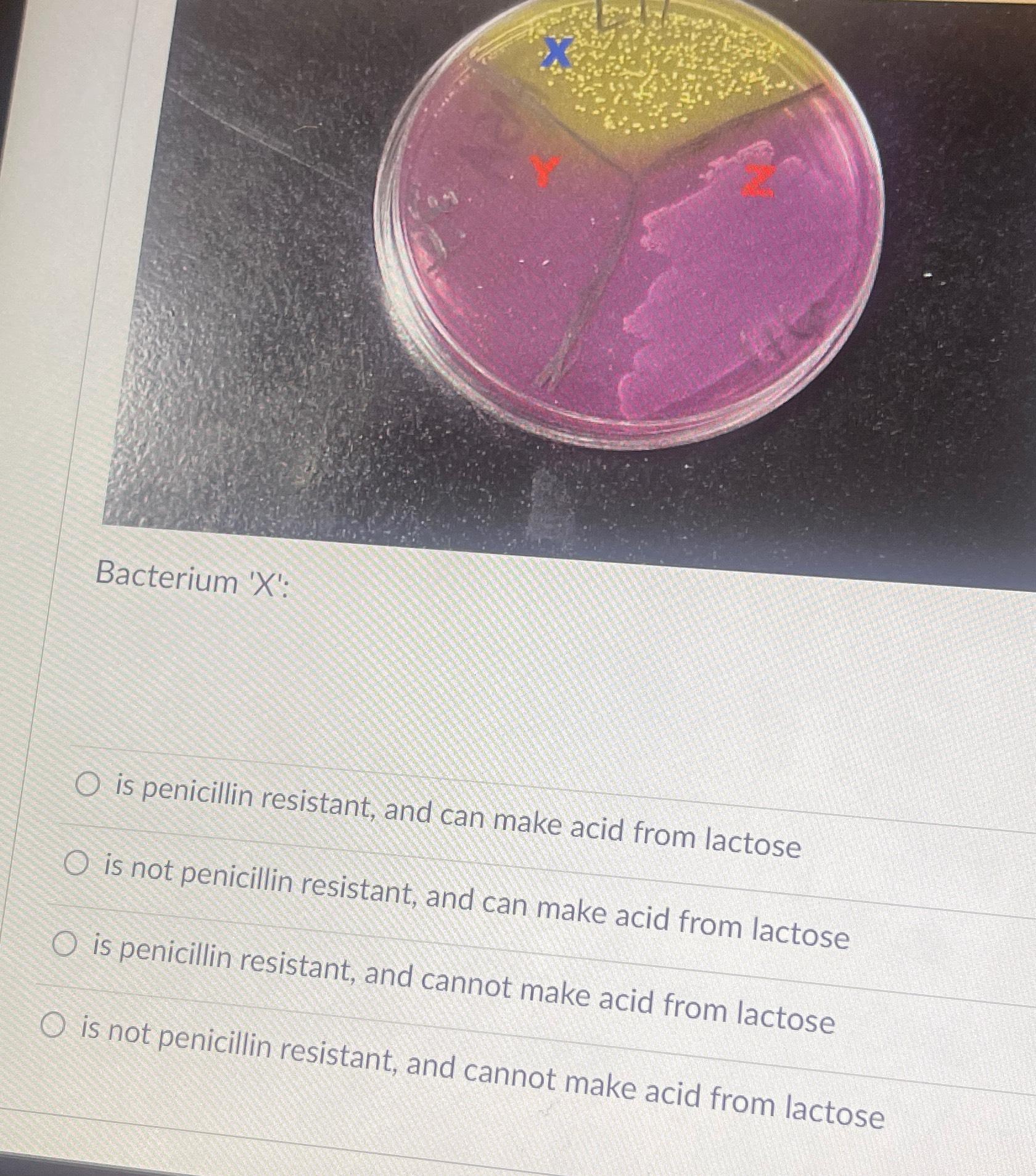 Solved Bacterium ' x ':is penicillin resistant, and can make | Chegg.com