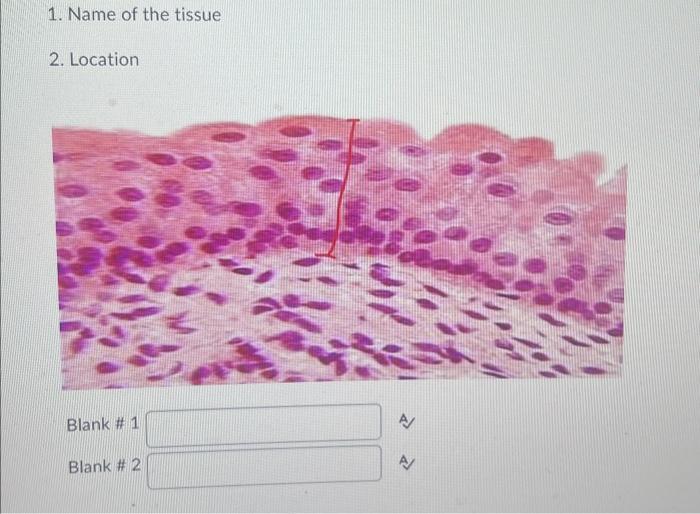 Solved 1. Name of the tissue | Chegg.com