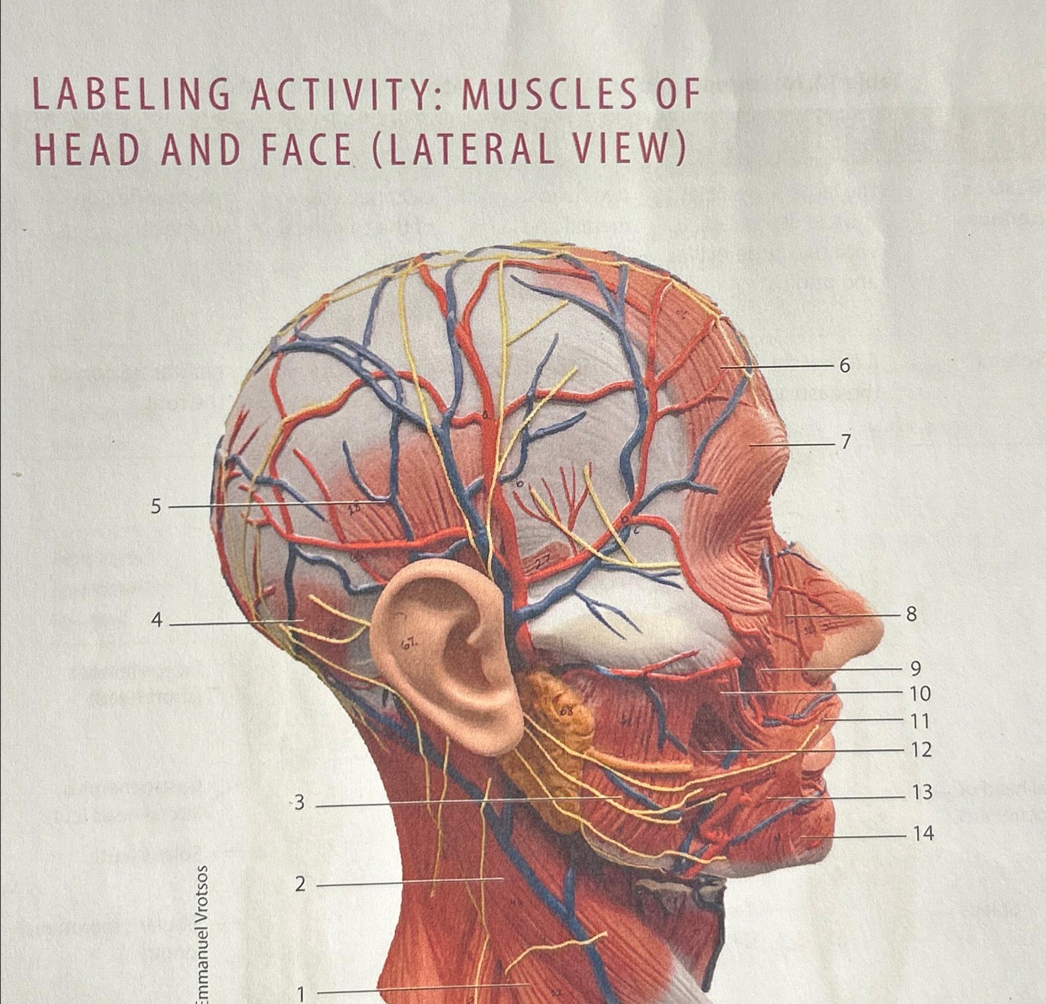 Solved LABELING ACTIVITY: MUSCLES OF HEAD AND FACE (LATERAL | Chegg.com