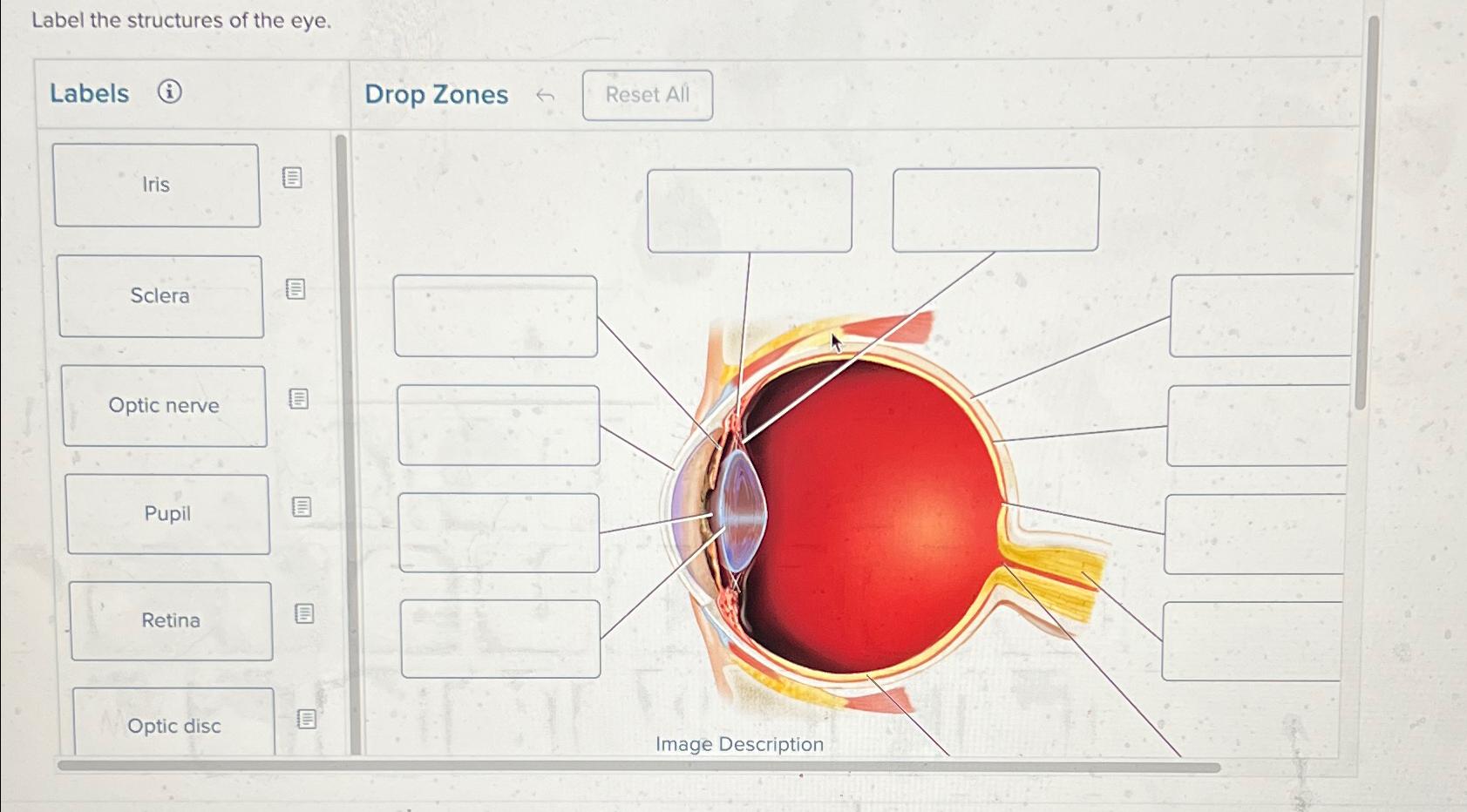 Solved Label the structures of the eye.Labels(i)Drop | Chegg.com