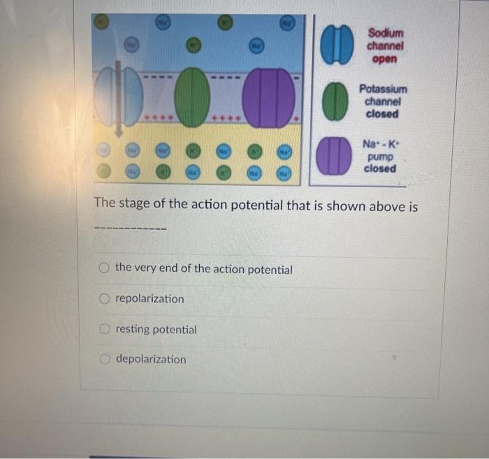 Solved JO Synaptic cleft 29 This drawing is showing pre- and | Chegg.com