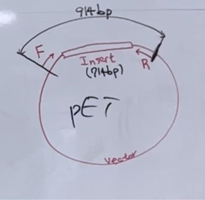 Solved Please explain the results of the experiment | Chegg.com