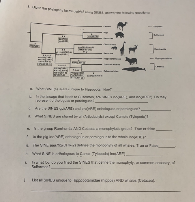 Solved 8. Given the phylogeny below derived using SINES, ans | Chegg.com
