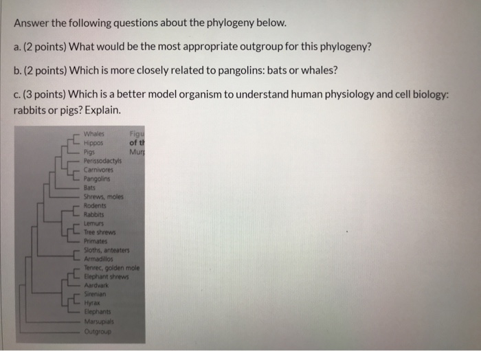 Solved Answer the following questions about the phylogeny | Chegg.com