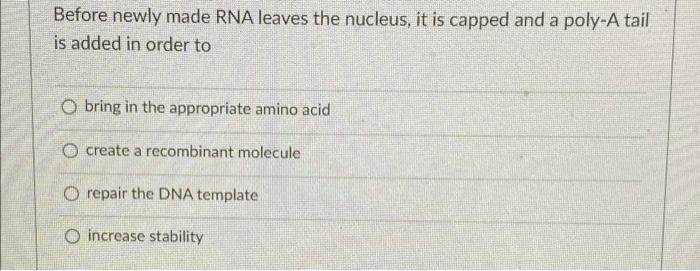 Solved Before newly made RNA leaves the nucleus, it is | Chegg.com