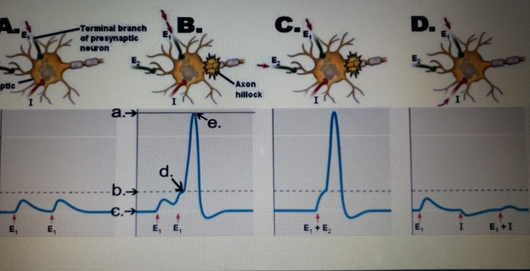 Solved a) Which graph indicates a depolarization due to | Chegg.com