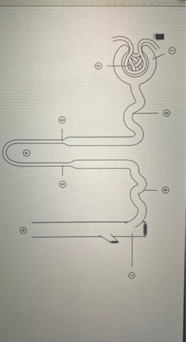 Solved Nephron Unit labeling | Chegg.com