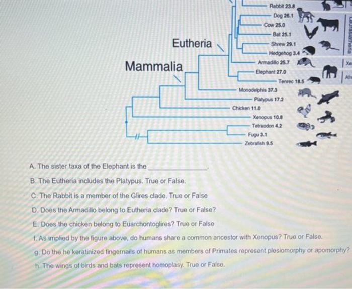 Interpreting evoution of characters in a phylogenesic | Chegg.com