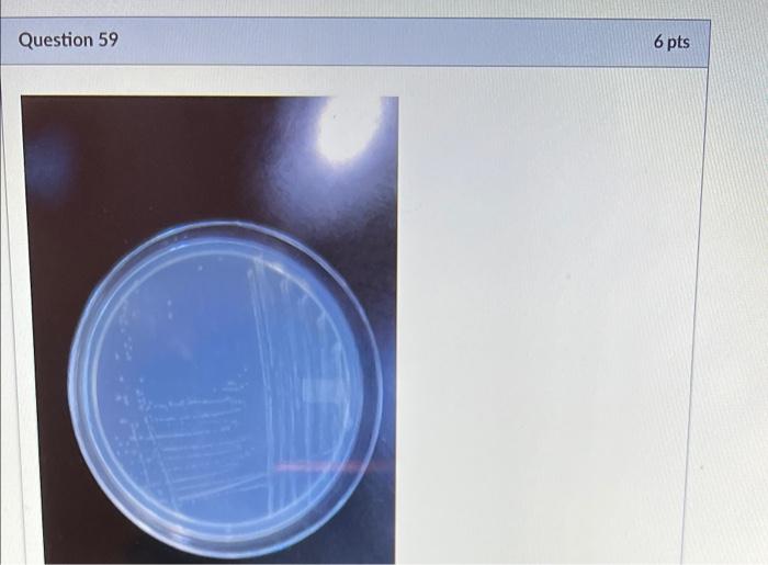 Solved Question 59 6 pts This GSA plate was inoculated with | Chegg.com