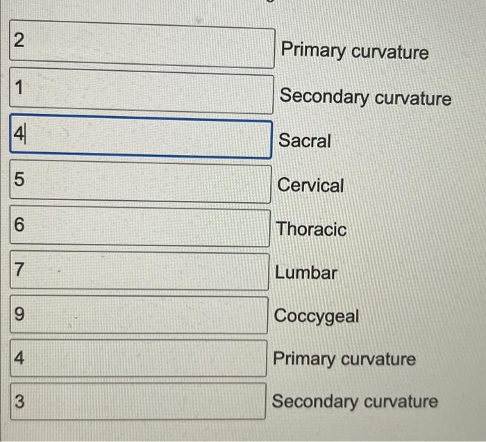 Solved 3) Curvatures Regions 1 5 6 2 3 — 7 8 4 9 2 Primary | Chegg.com