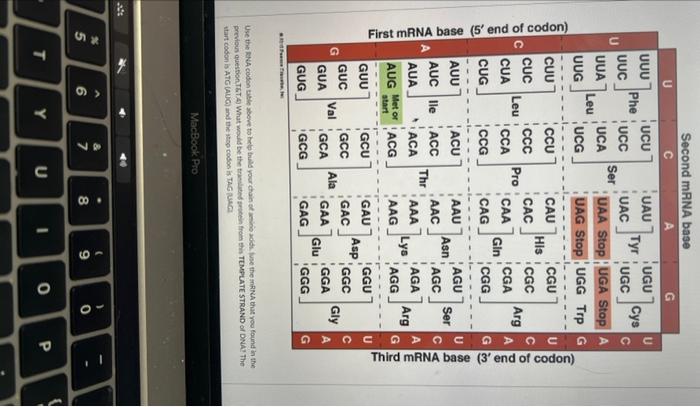 Solved Use the RNA codon tisle above to bete truld your | Chegg.com