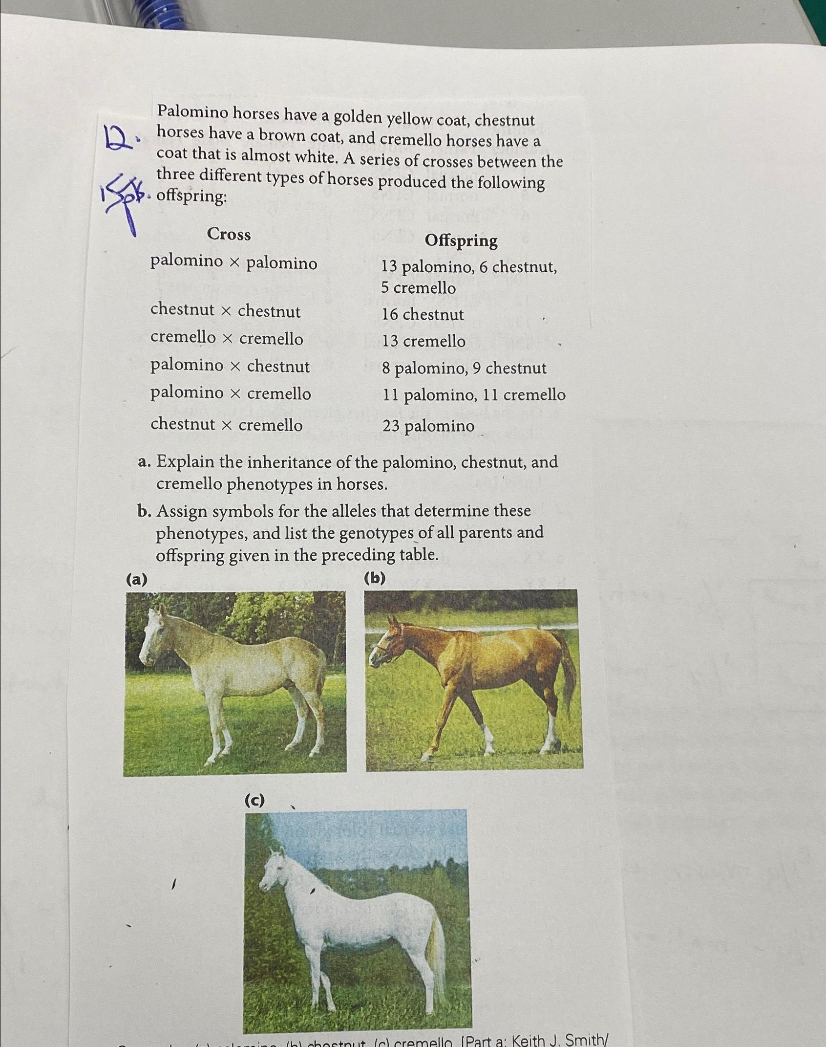 Solved Palomino horses have a golden yellow coat, | Chegg.com