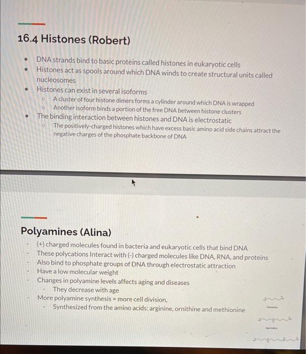 16.4 Histones (Robert) - DNA strands bind to basic | Chegg.com