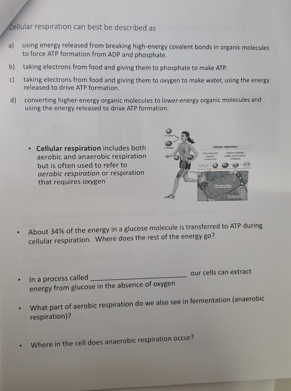 Solved Cellular respiration can best be described as a) b) | Chegg.com