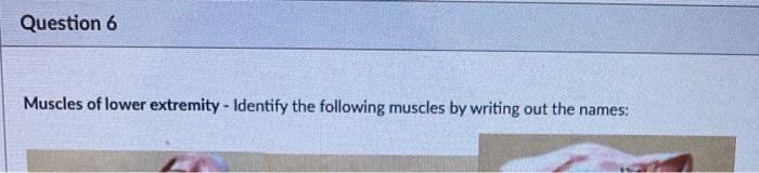 Solved Question 6 Muscles of lower extremity - Identify the | Chegg.com