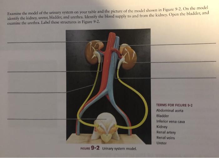 Solved Examine the model of the urinary system on your table | Chegg.com