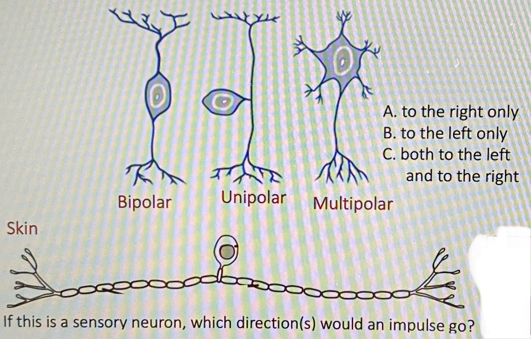 Solved If this is a sensory neuron, which direction(s) | Chegg.com
