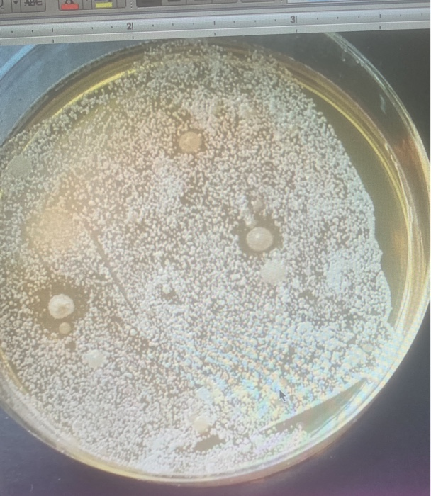 Solved describe the morp morphology | Chegg.com