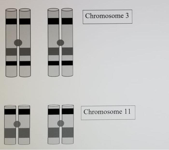 Solved Chromosome 3 Chromosome 11 On chromosome 3. there | Chegg.com